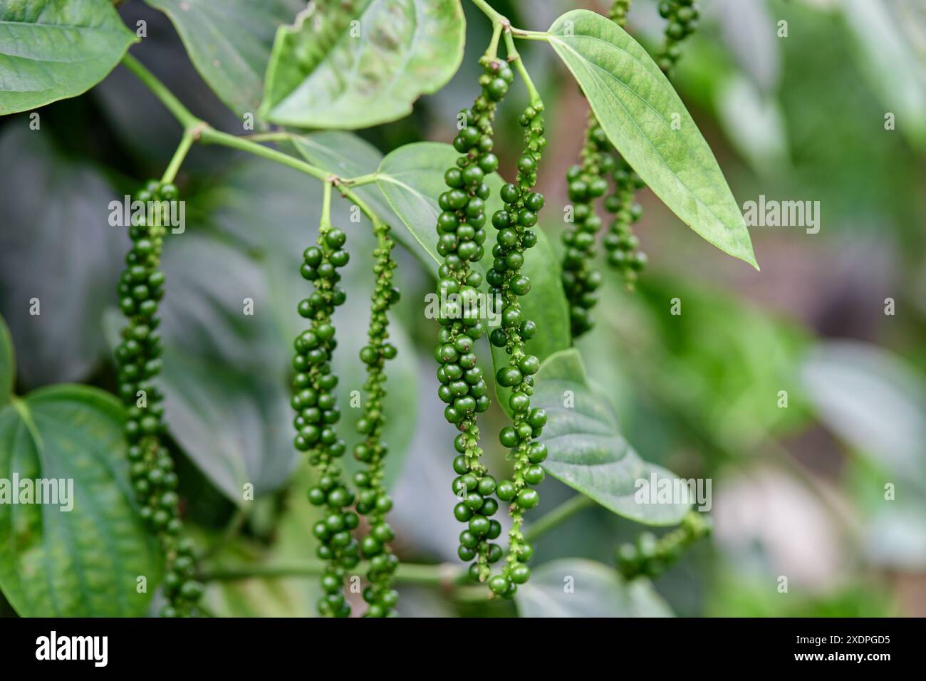 Peppercorn plant hi-res stock photography and images - Alamy