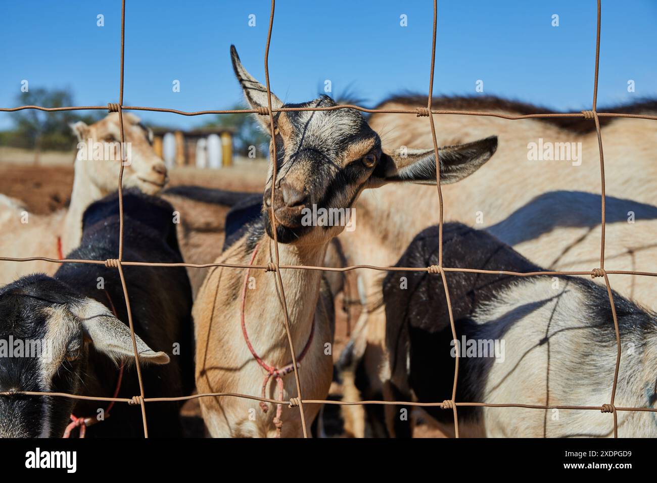 Female and male domestic goat hi-res stock photography and images - Alamy