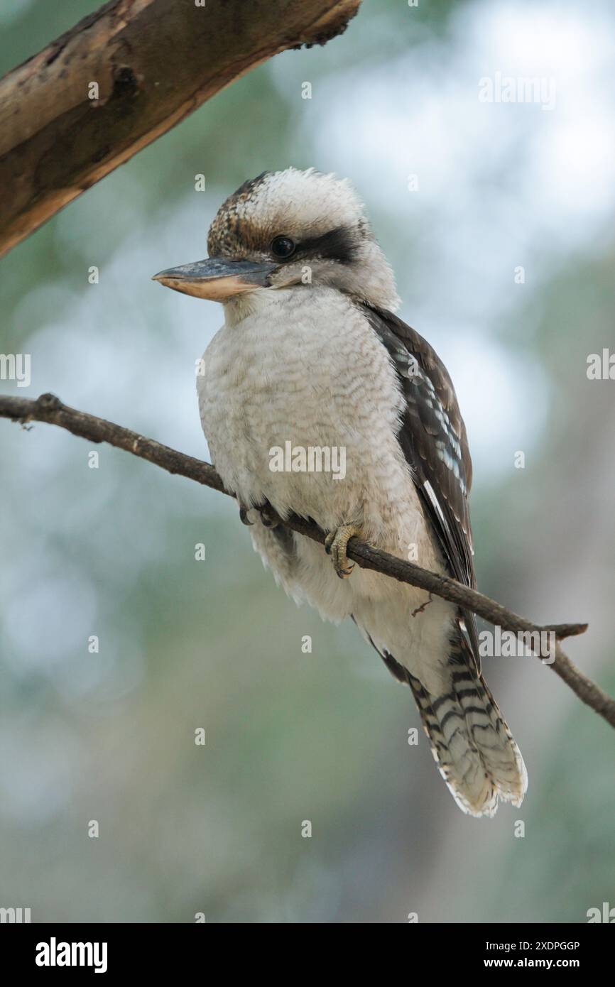 Kookaburra sitting in a gum tree Stock Photo - Alamy