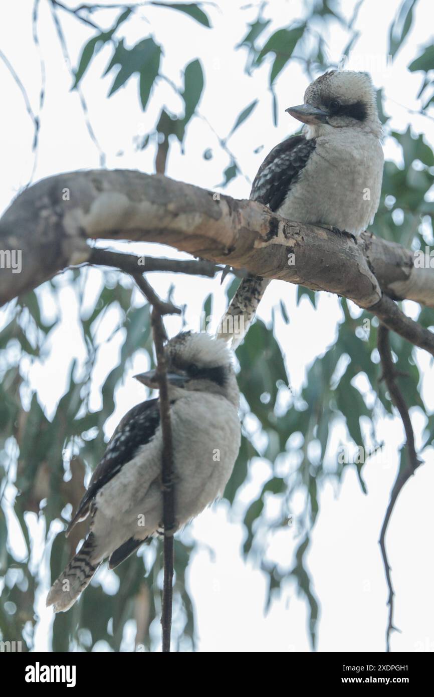Kookaburras sitting in a gum tree Stock Photo - Alamy