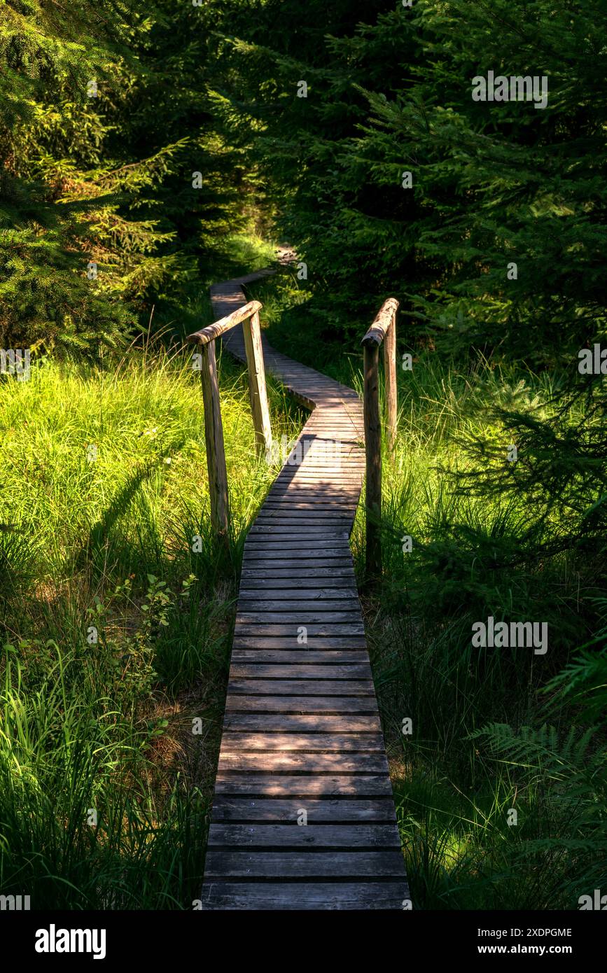 Wooden walking path in the middle of the forest Stock Photo - Alamy