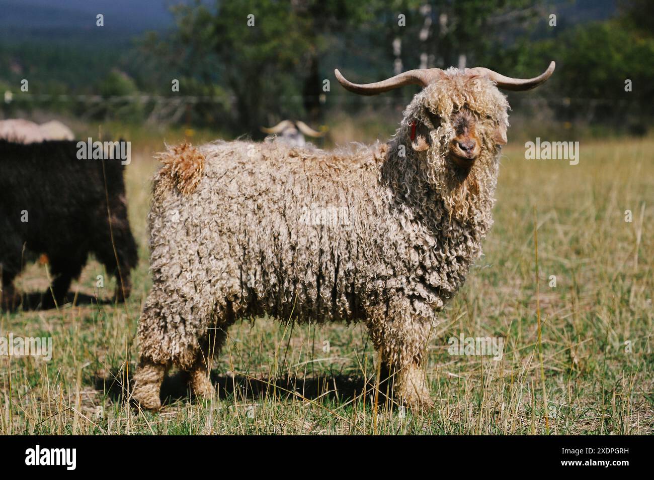 Angora goat buck standing proudly in a field in Idaho Stock Photo - Alamy