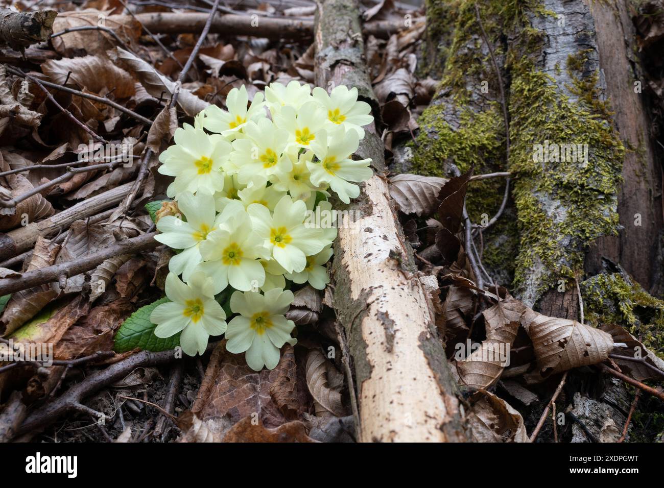 Primrose in forest at spring next to wood log, surrounded with dry ...