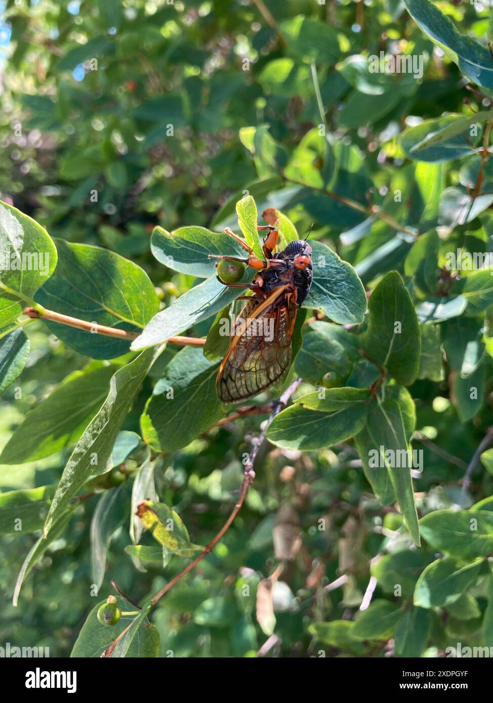 Cicada brood hi-res stock photography and images - Alamy