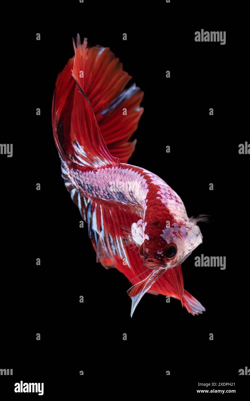 Colorful betta fish in black background Stock Photo - Alamy