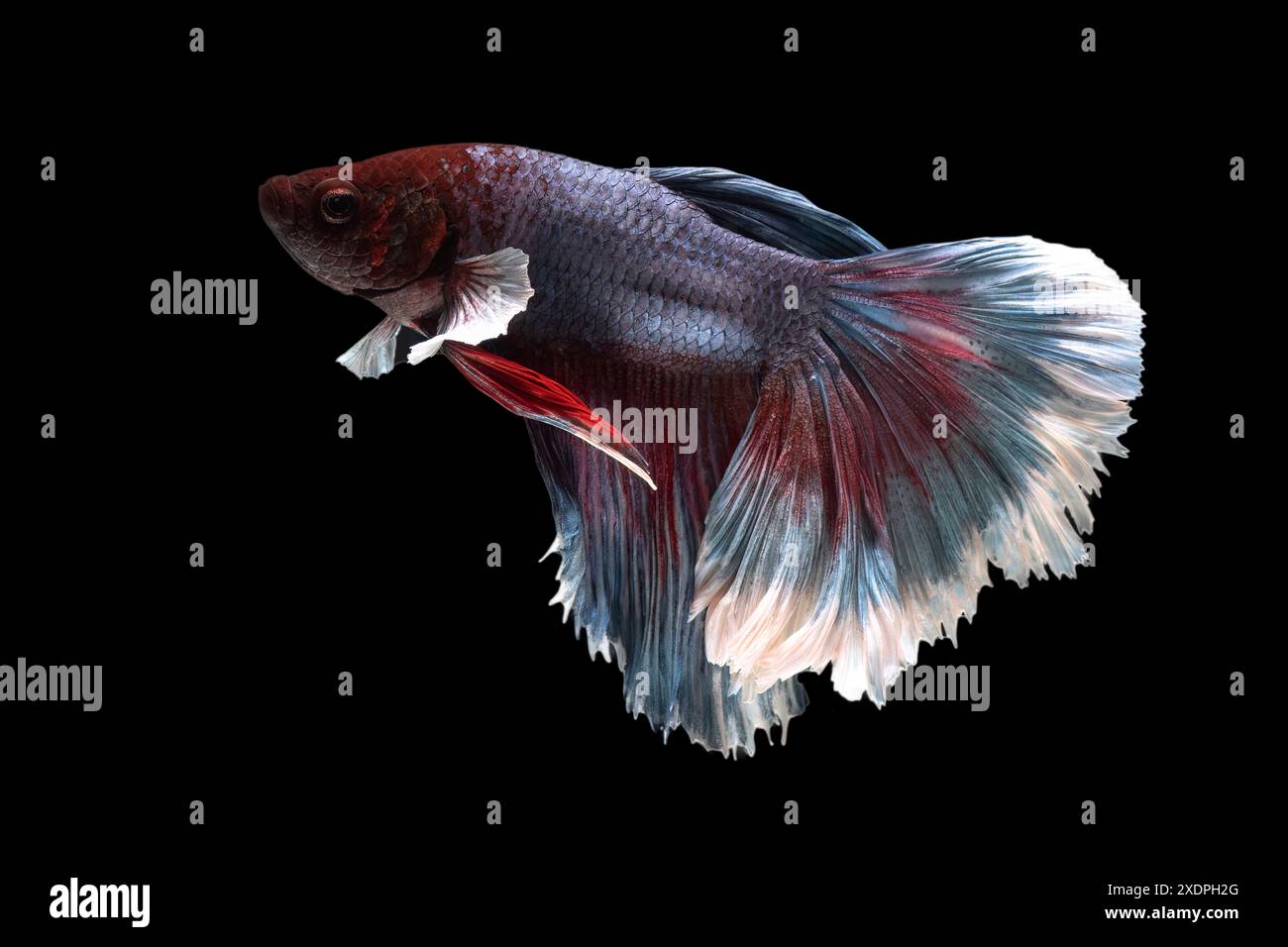 Colorful betta fish in black background Stock Photo - Alamy