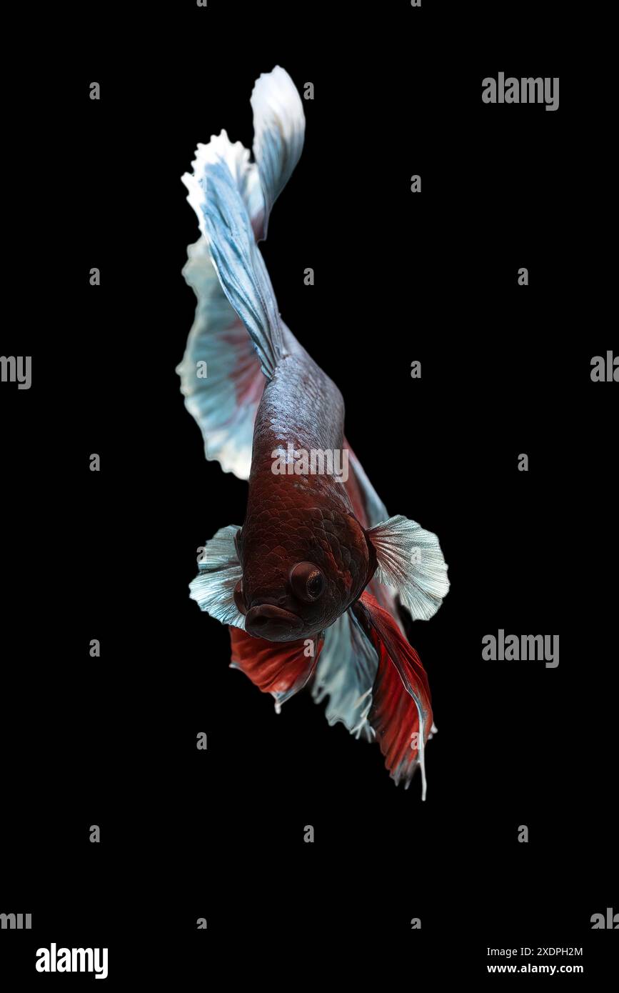 Colorful betta fish in black background Stock Photo - Alamy