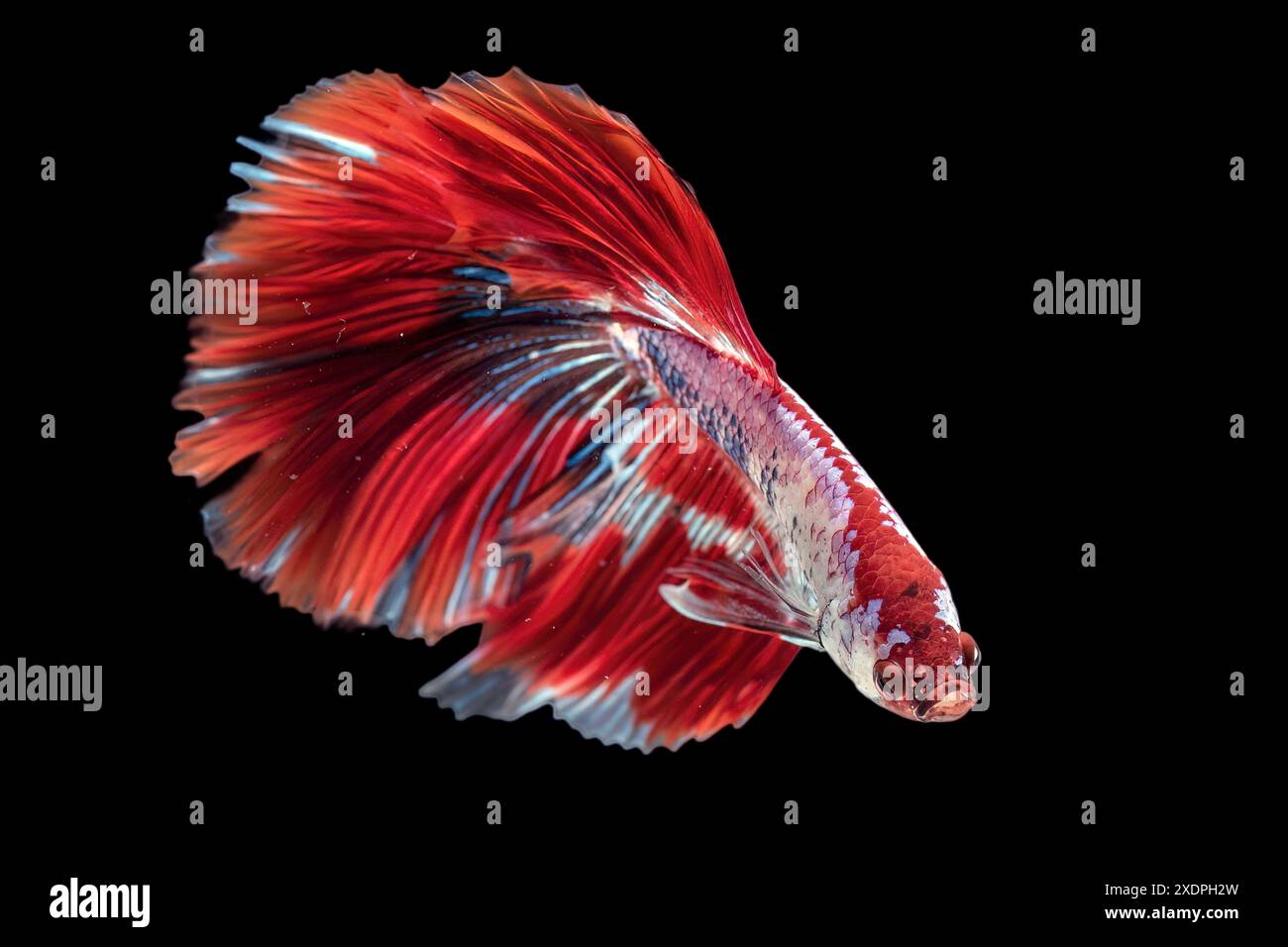 Colorful betta fish in black background Stock Photo - Alamy