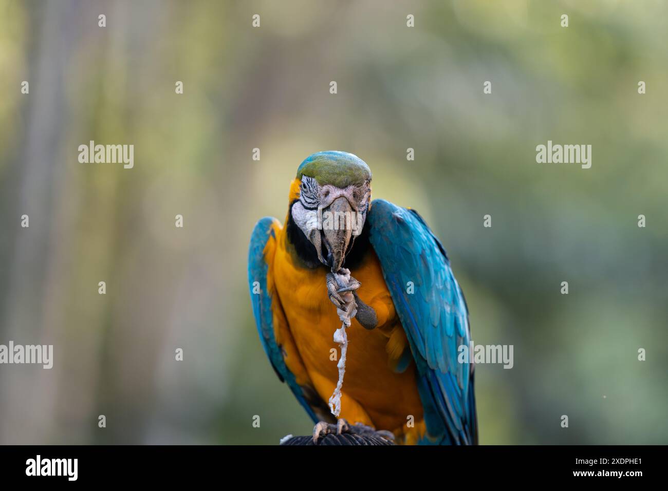 Bird in amazon hi-res stock photography and images - Alamy