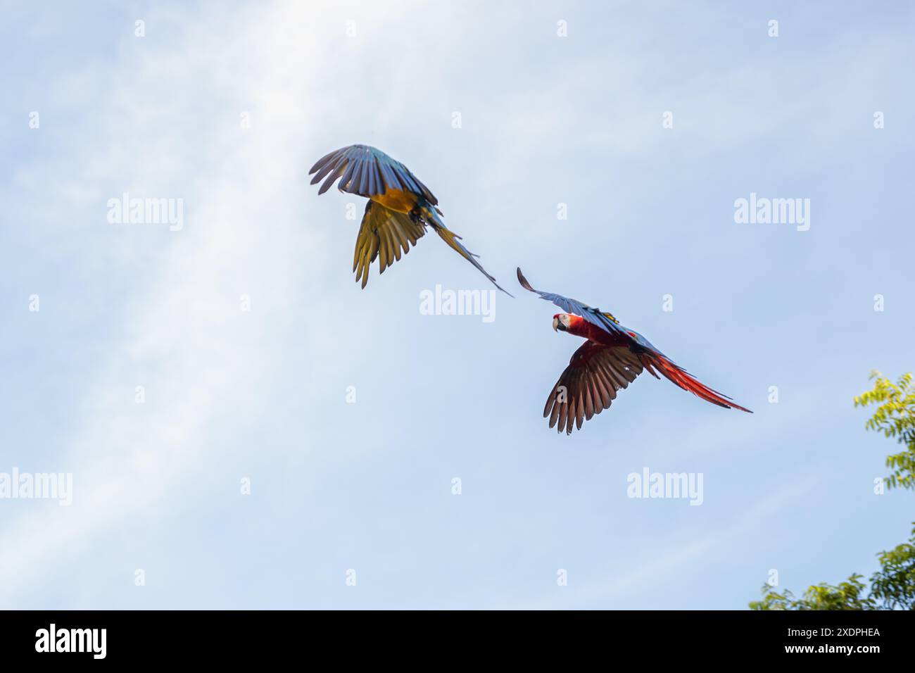 Bird in amazon hi-res stock photography and images - Alamy