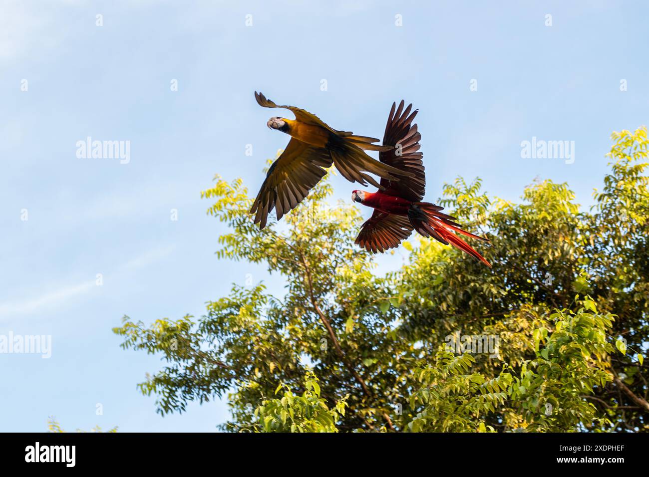 macaws flying in the amazon Stock Photo - Alamy
