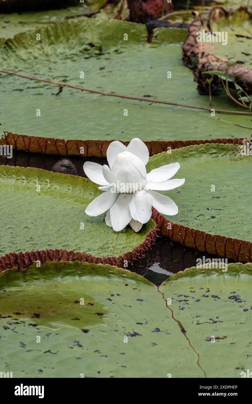 Victoria regia lily hi-res stock photography and images - Alamy