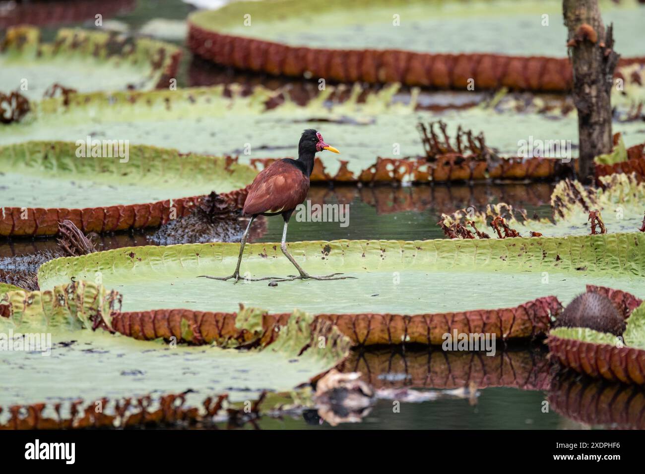 Amazon jungle flower hi-res stock photography and images - Alamy