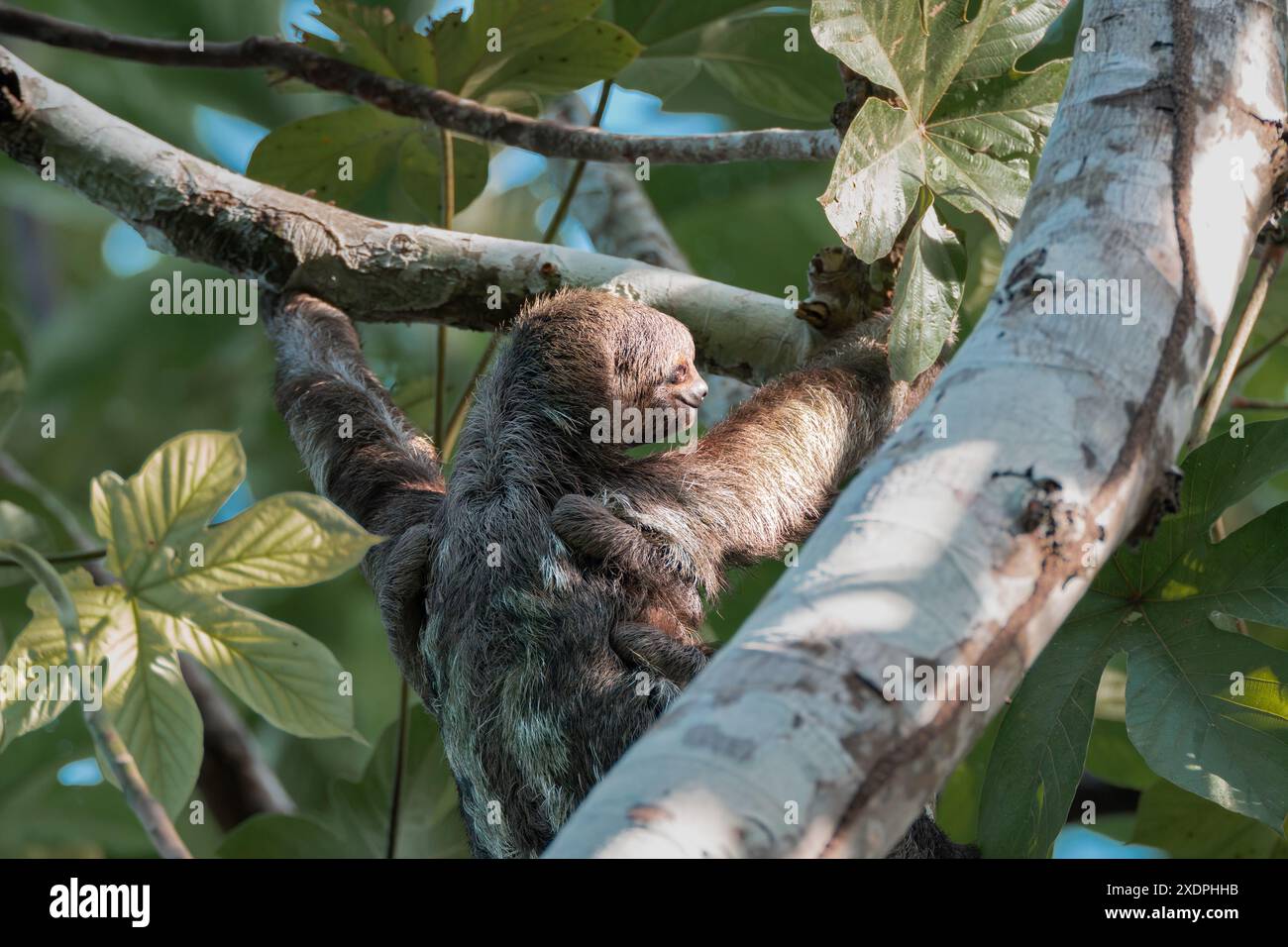 Yarumo tree hi-res stock photography and images - Alamy