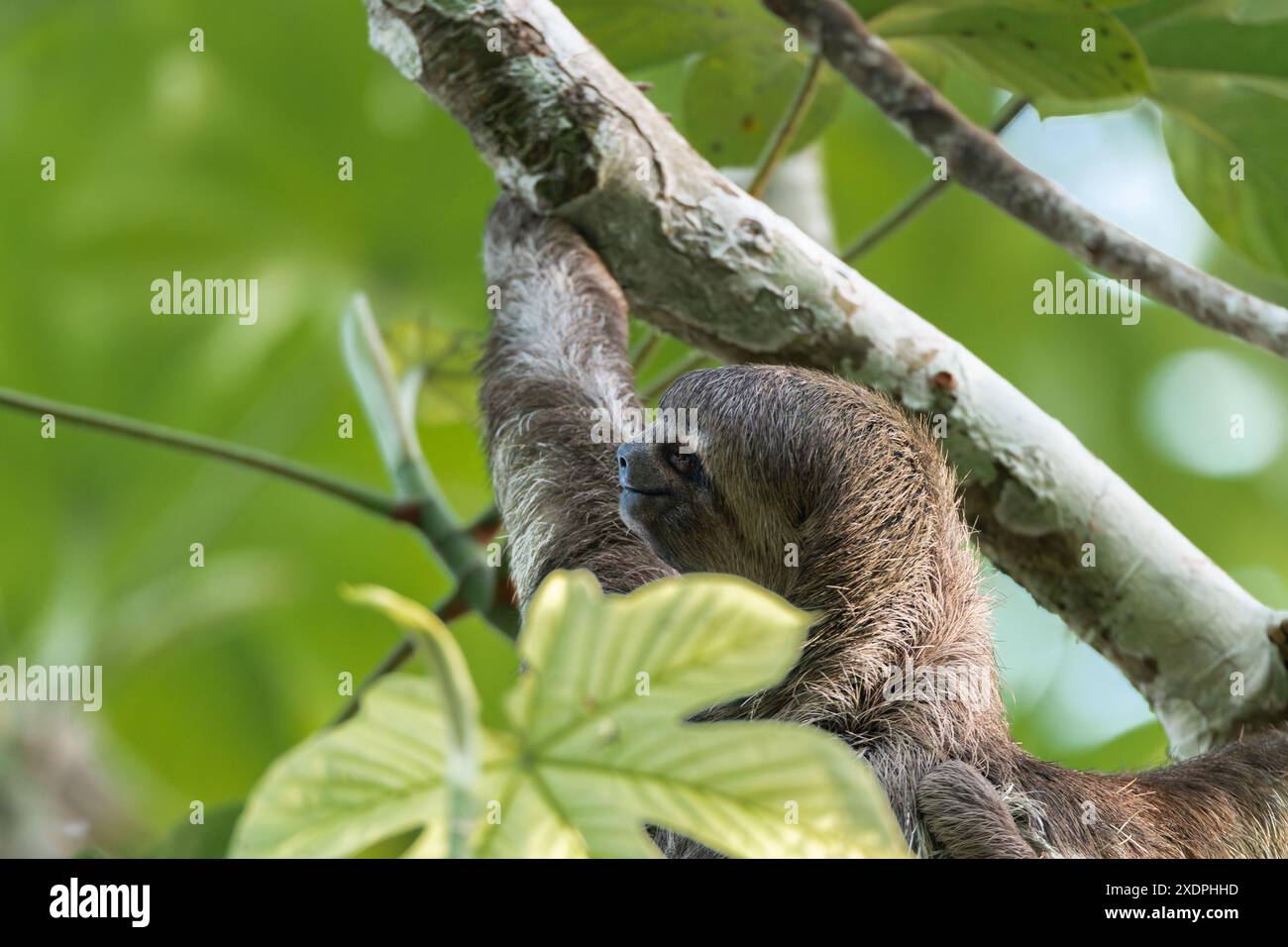 female sloth bear hanging from a branch of a tree in Yarumo Stock Photo ...