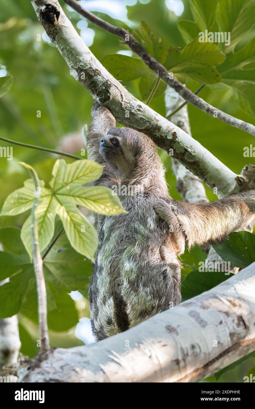 Yarumo hi-res stock photography and images - Alamy