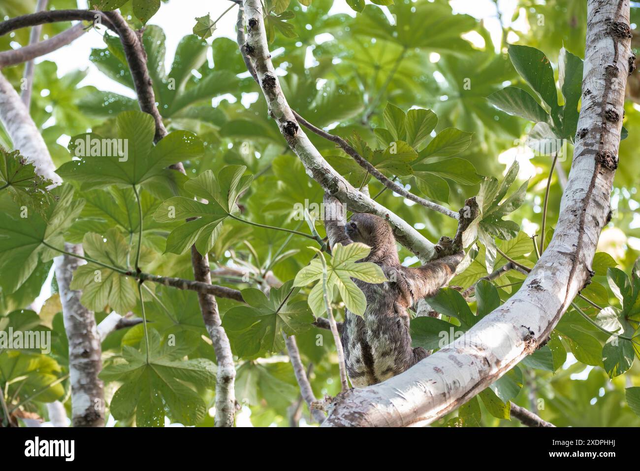 female sloth bear hanging from a branch of a tree in Yarumo Stock Photo ...