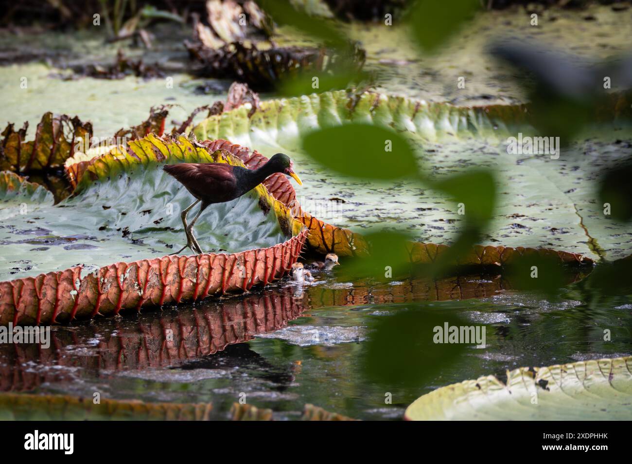 jacana jacana on victoria regia plant watching their chicks swim Stock ...