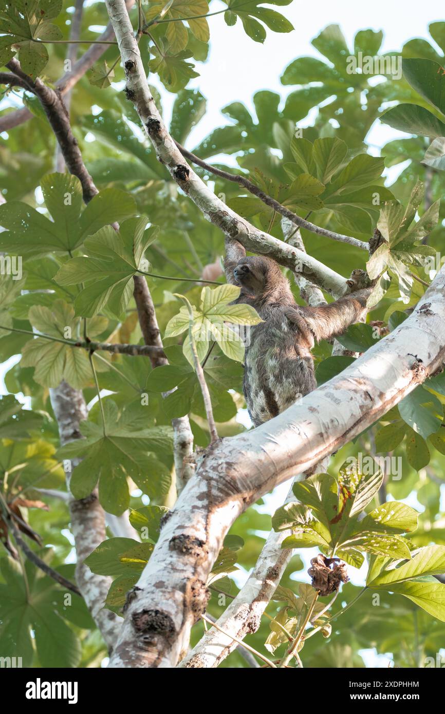 female sloth bear hanging from a branch of a tree in Yarumo Stock Photo ...