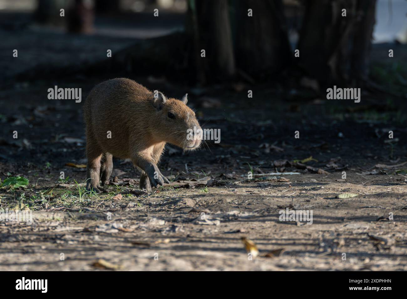 Capybara on grass hi-res stock photography and images - Alamy