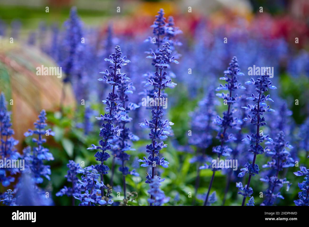 Blue salvia hi-res stock photography and images - Alamy