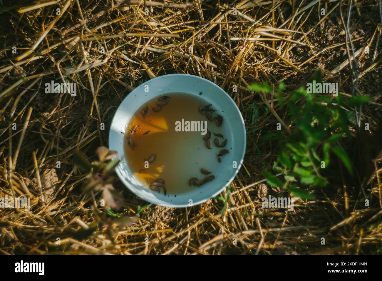 Slugs infestation hi-res stock photography and images - Alamy