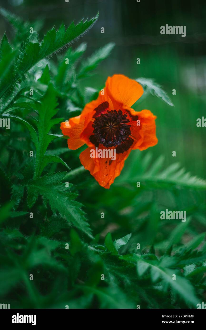 Orange Poppy Flowers and Buds in the Garden Stock Photo - Alamy