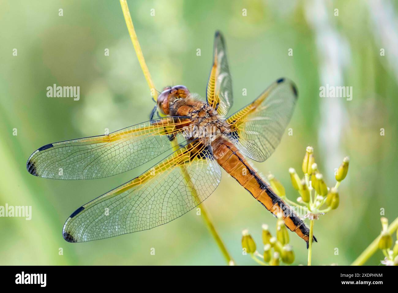 Scarce Chaser. Libellula fulva at Summer Leys nature reserve ...