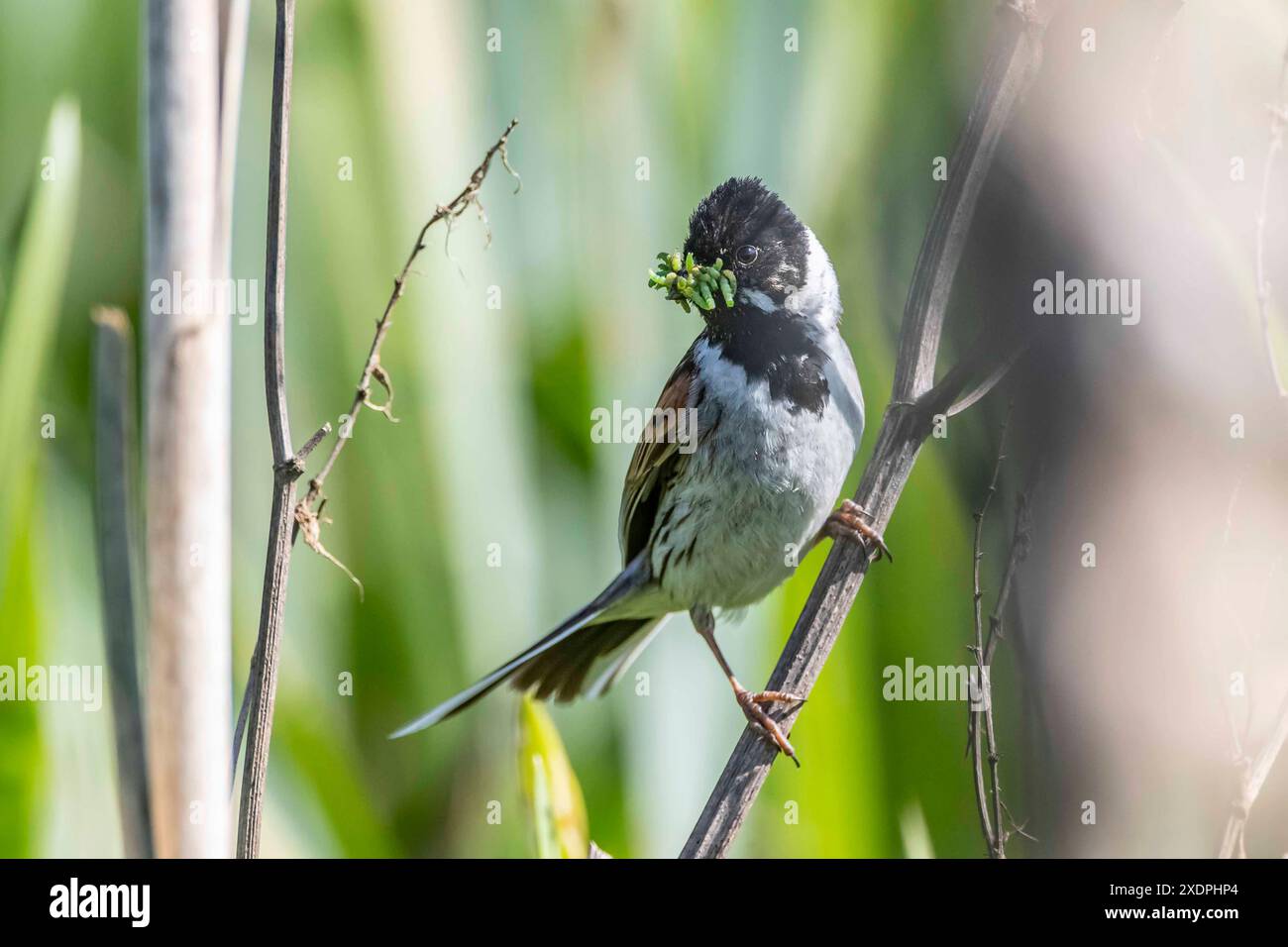 Reed Bunting Emberiza schoeniclus on Bull Rushes collecting food for ...