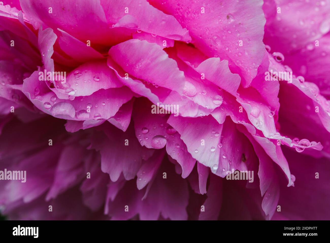 Peony macro image hi-res stock photography and images - Alamy