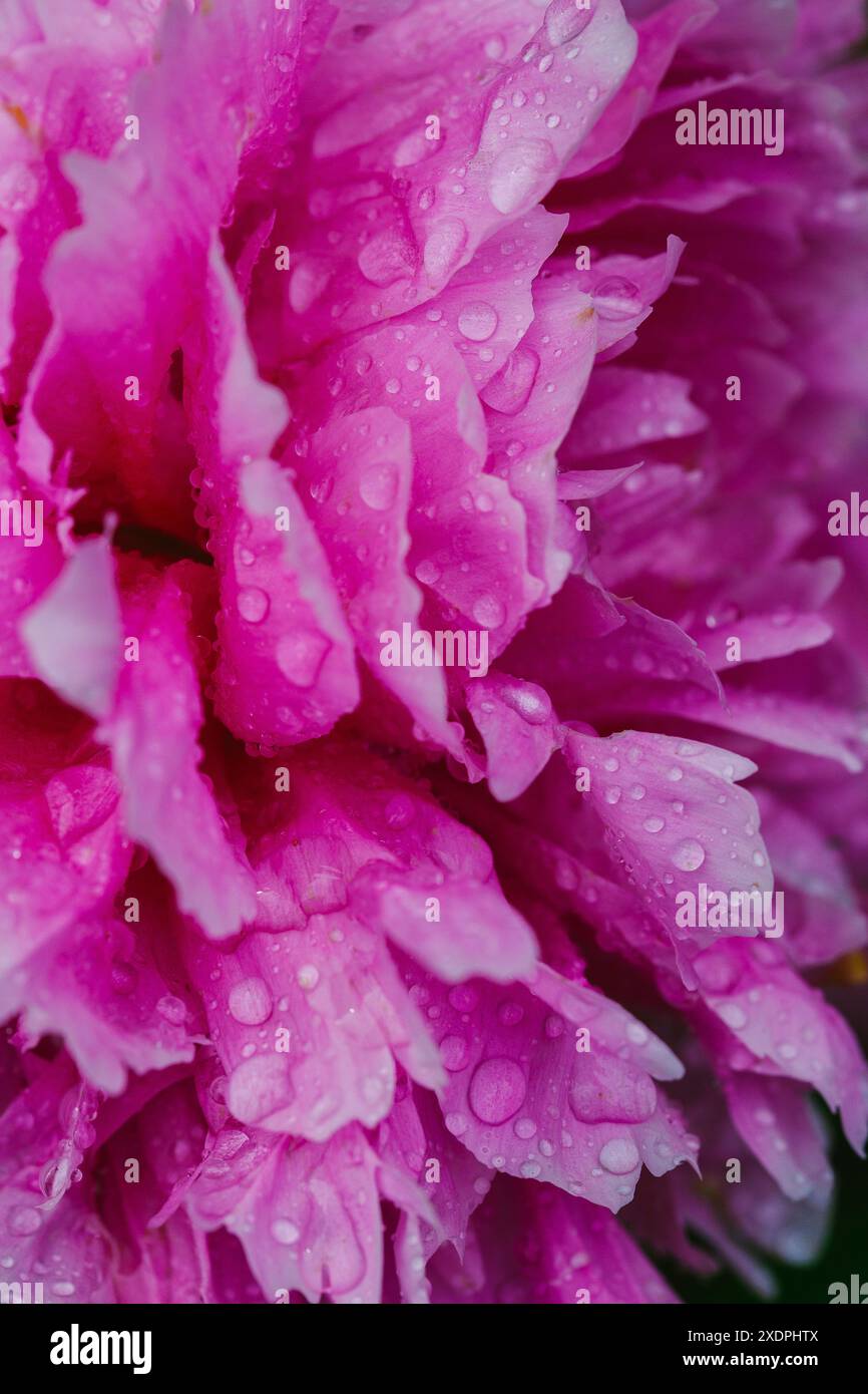 Peony macro image hi-res stock photography and images - Alamy