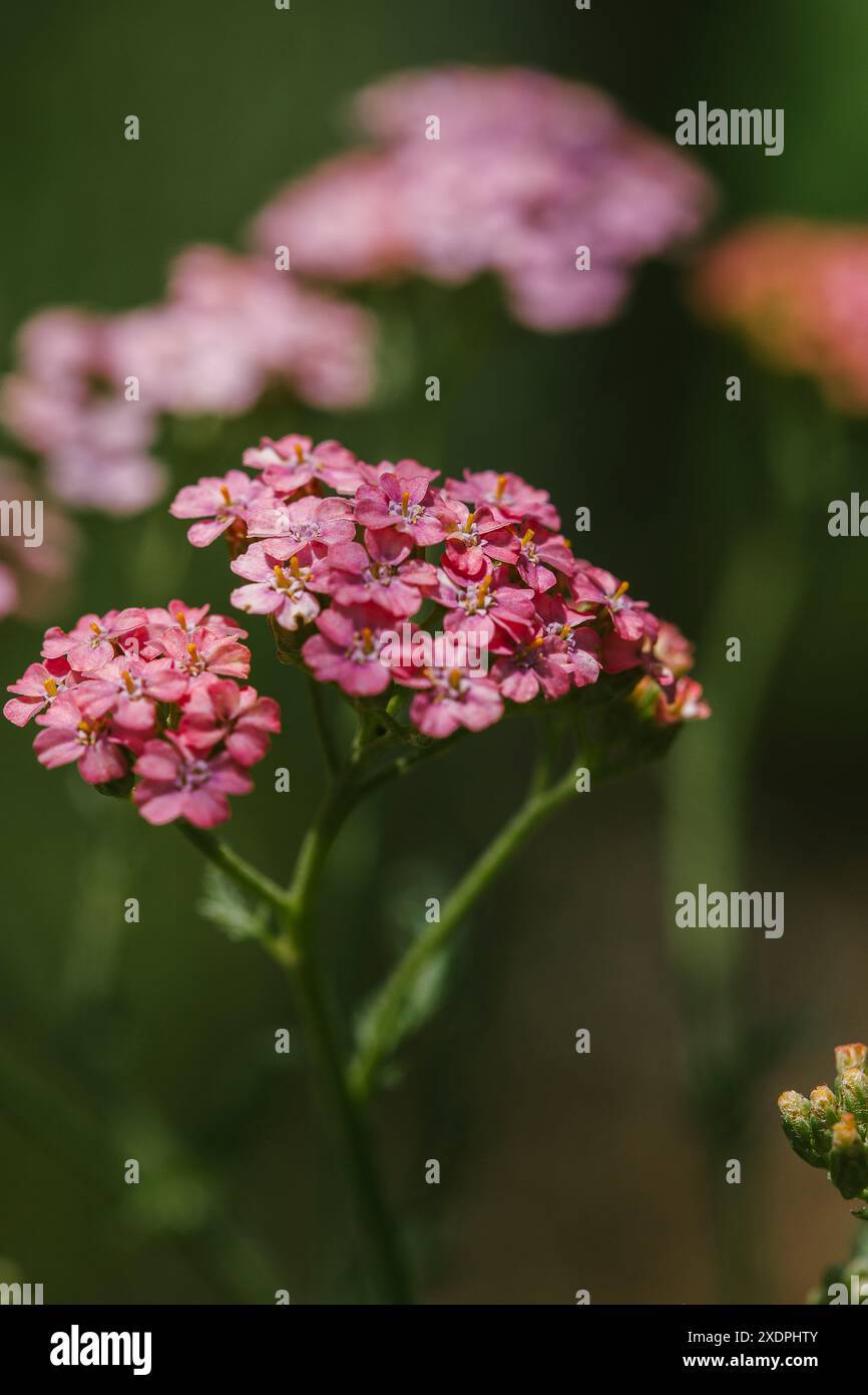 Pink rose yarrow hi-res stock photography and images - Alamy