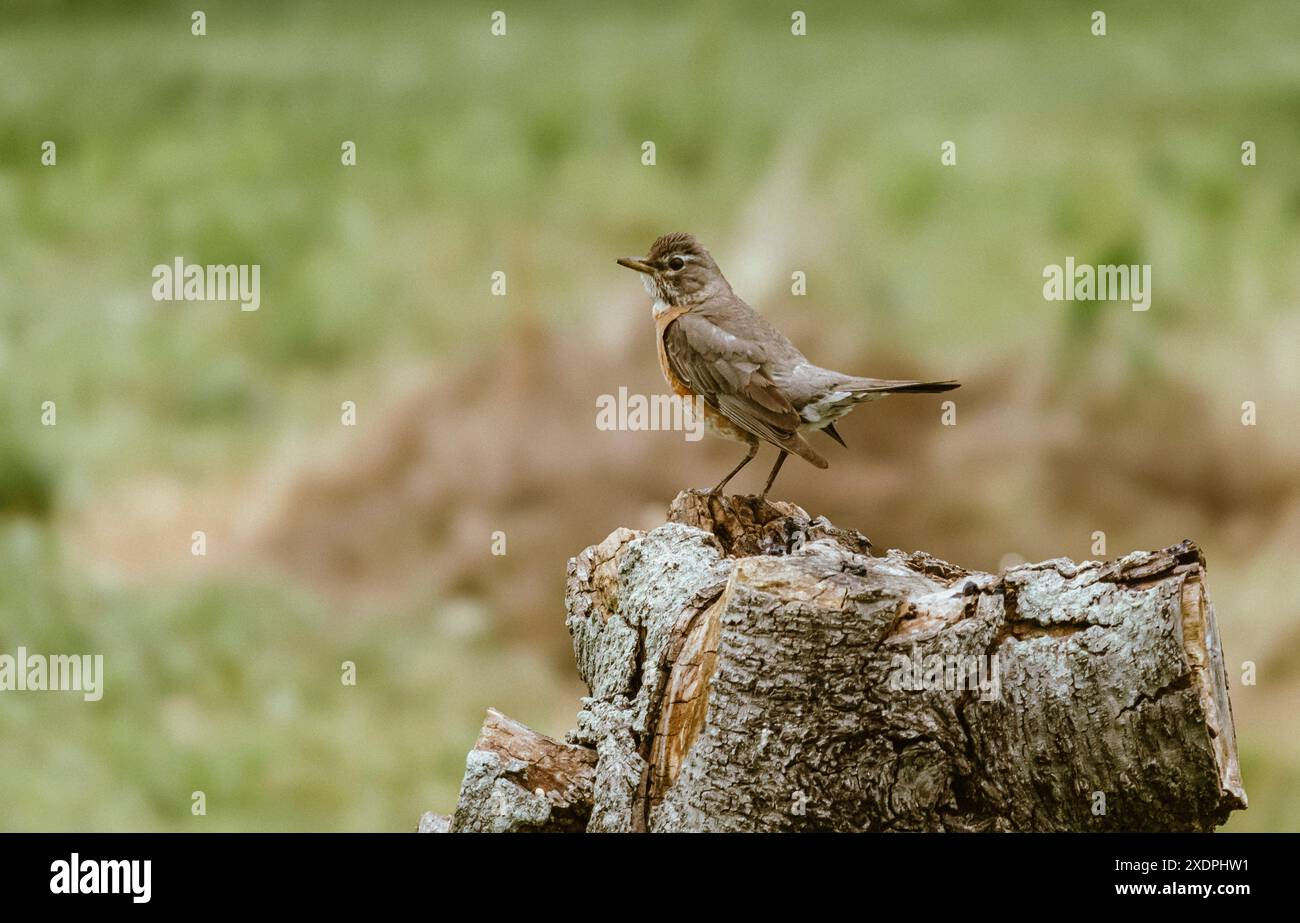 American robin turdus migratorius female hi-res stock photography and ...