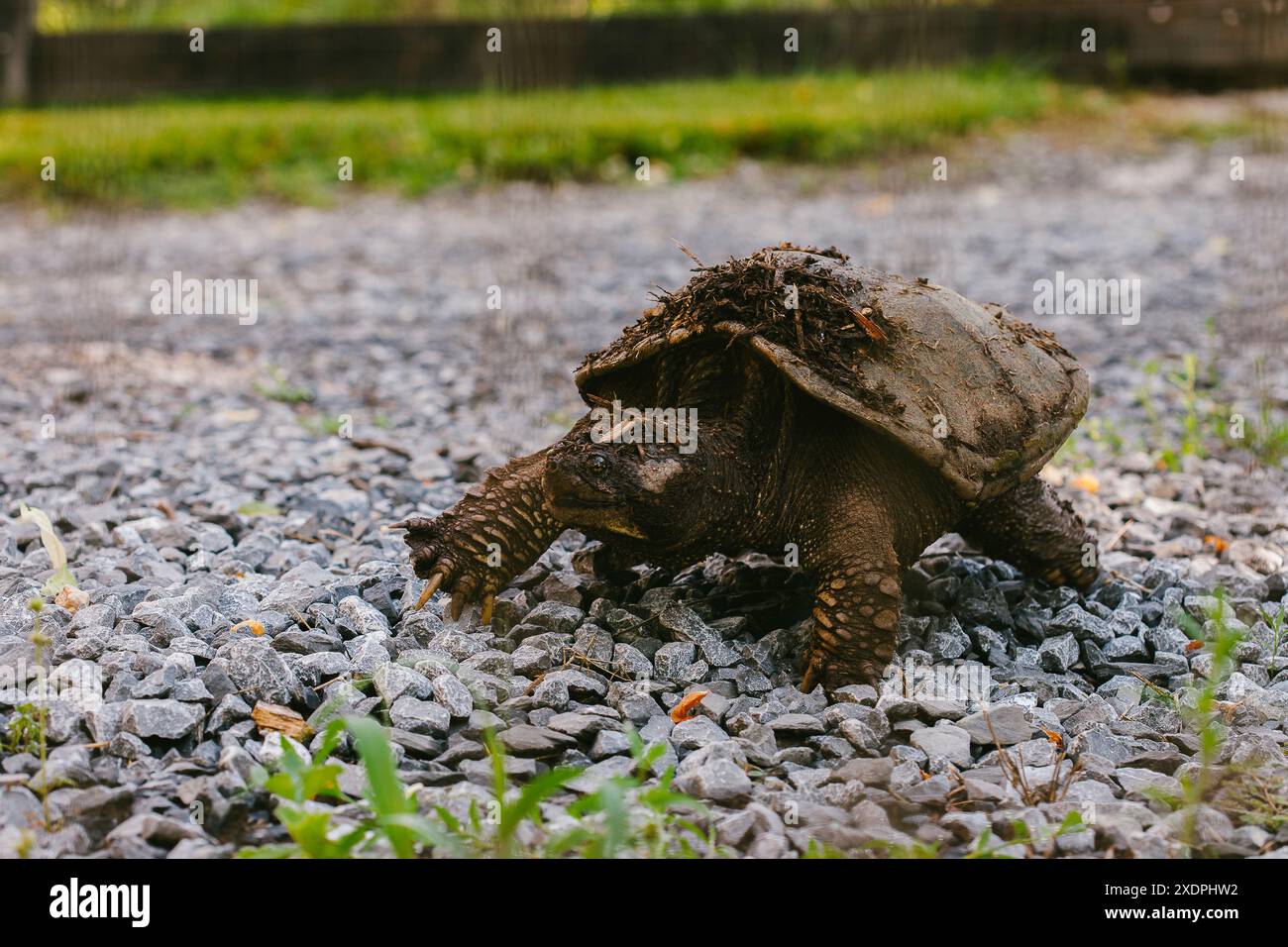 Snapping turtle walking on gravel hi-res stock photography and images ...