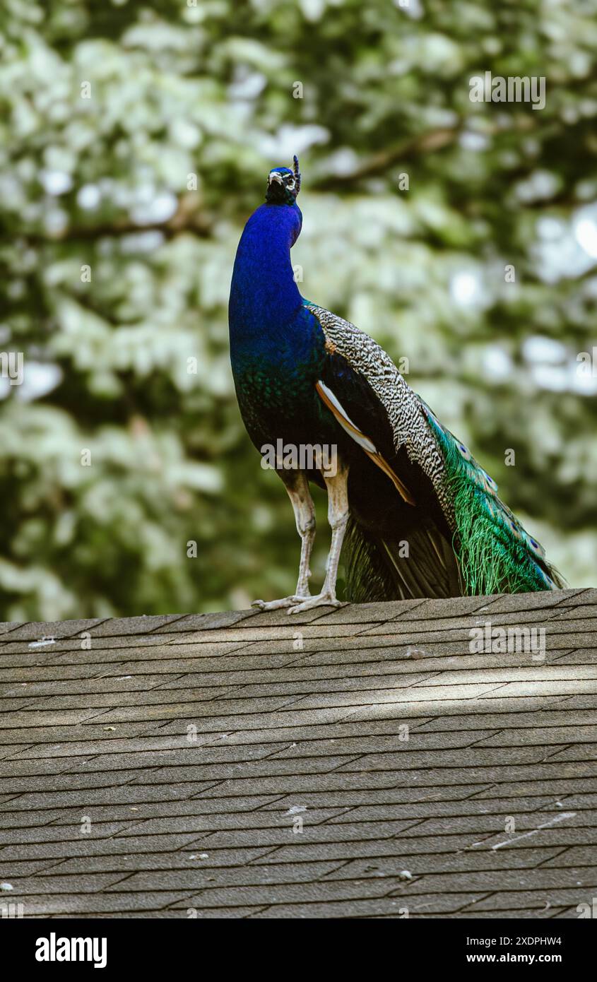 Peacock / Pea fowl / Indian Peacock / Pavo Stock Photo - Alamy
