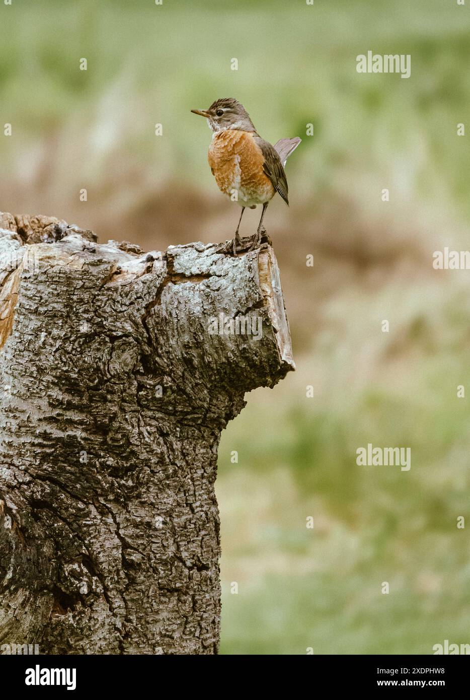 American Robin (female / immature male) / Turdus migratorius / thrush ...