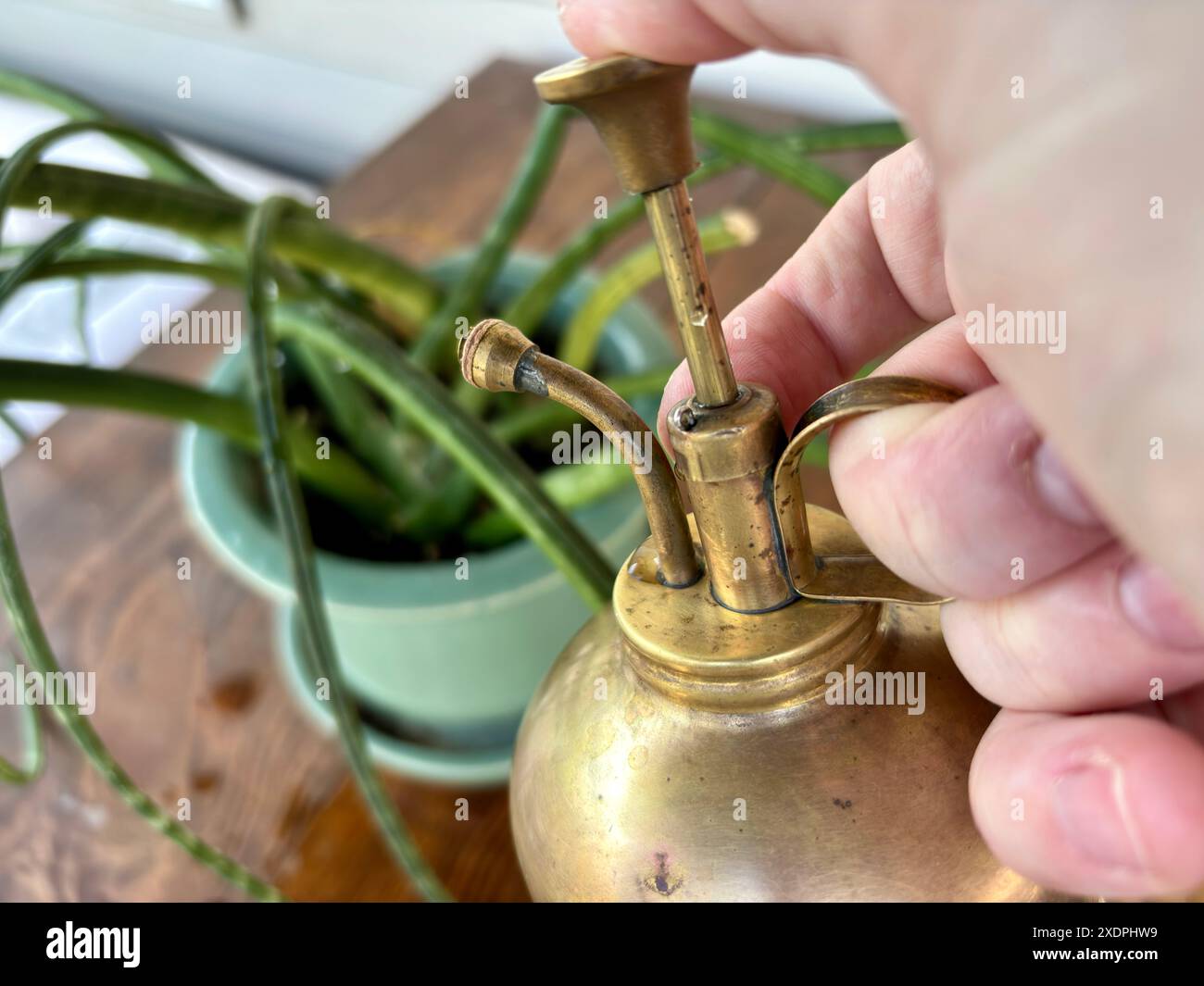 Hand sprays spider plant with water from antique brass container Stock ...