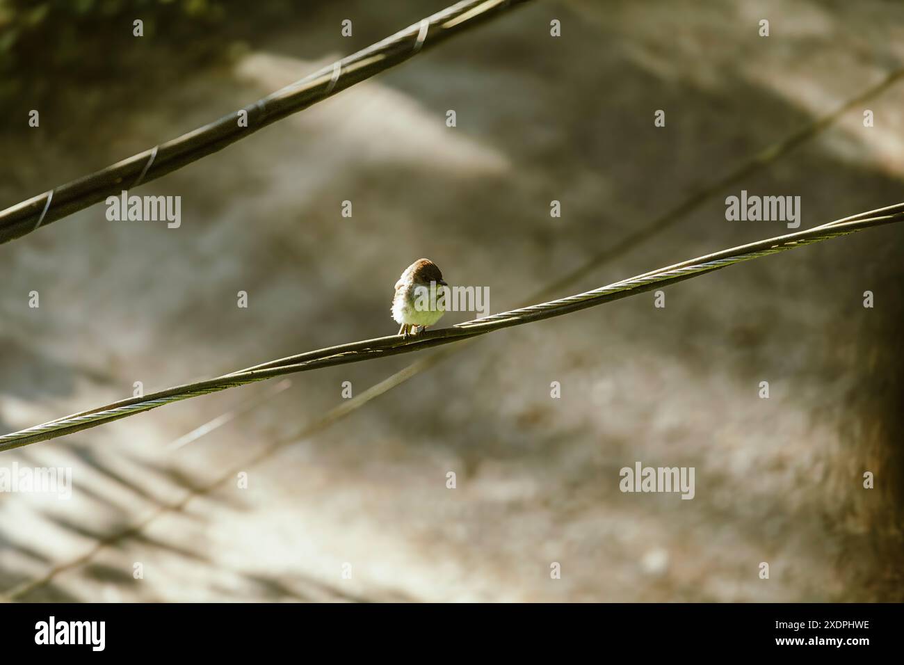 Yellow Bellied Flycatcher Bird on Powerline Stock Photo - Alamy
