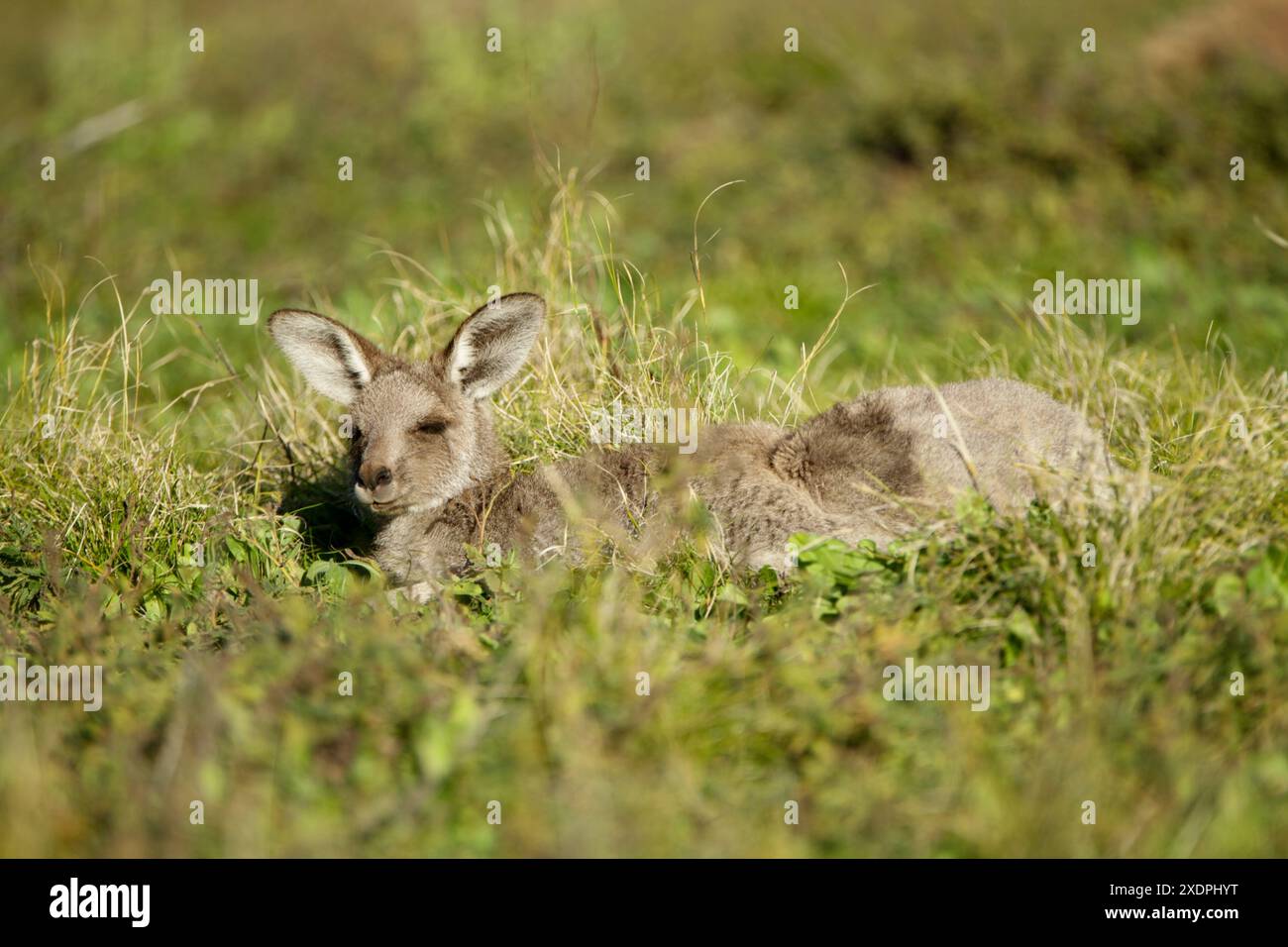 Kangaroo lounging hi-res stock photography and images - Alamy