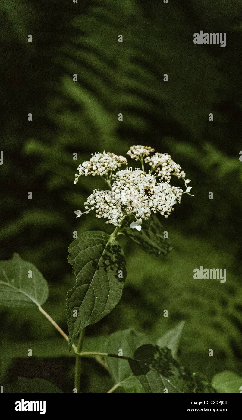 Wild Hydrangea / Hydrangea Arborescens Stock Photo - Alamy