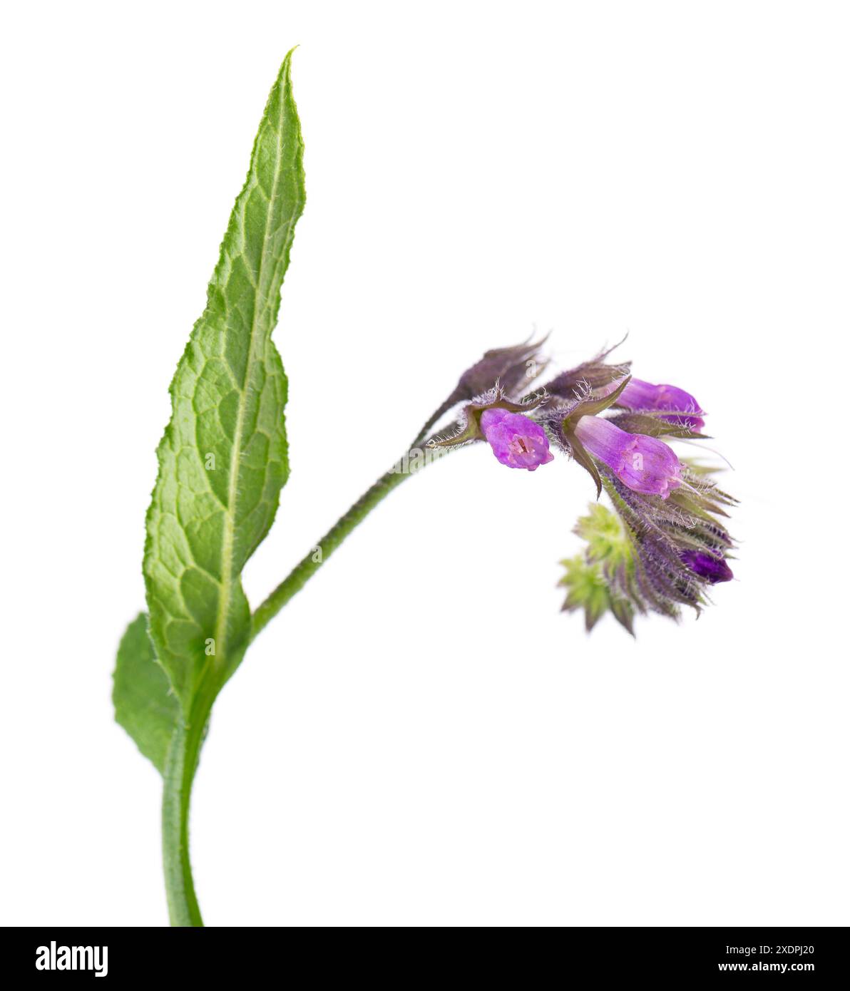 Comfrey flowers isolated on white background. Symphytum officinale ...