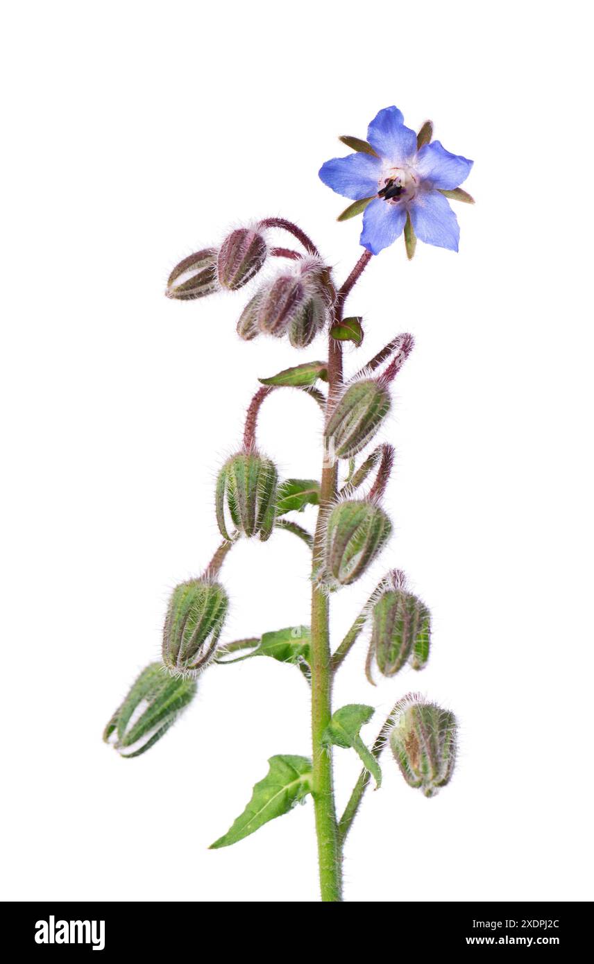 Borage flowers isolated on white background. Borago officinalis bush ...