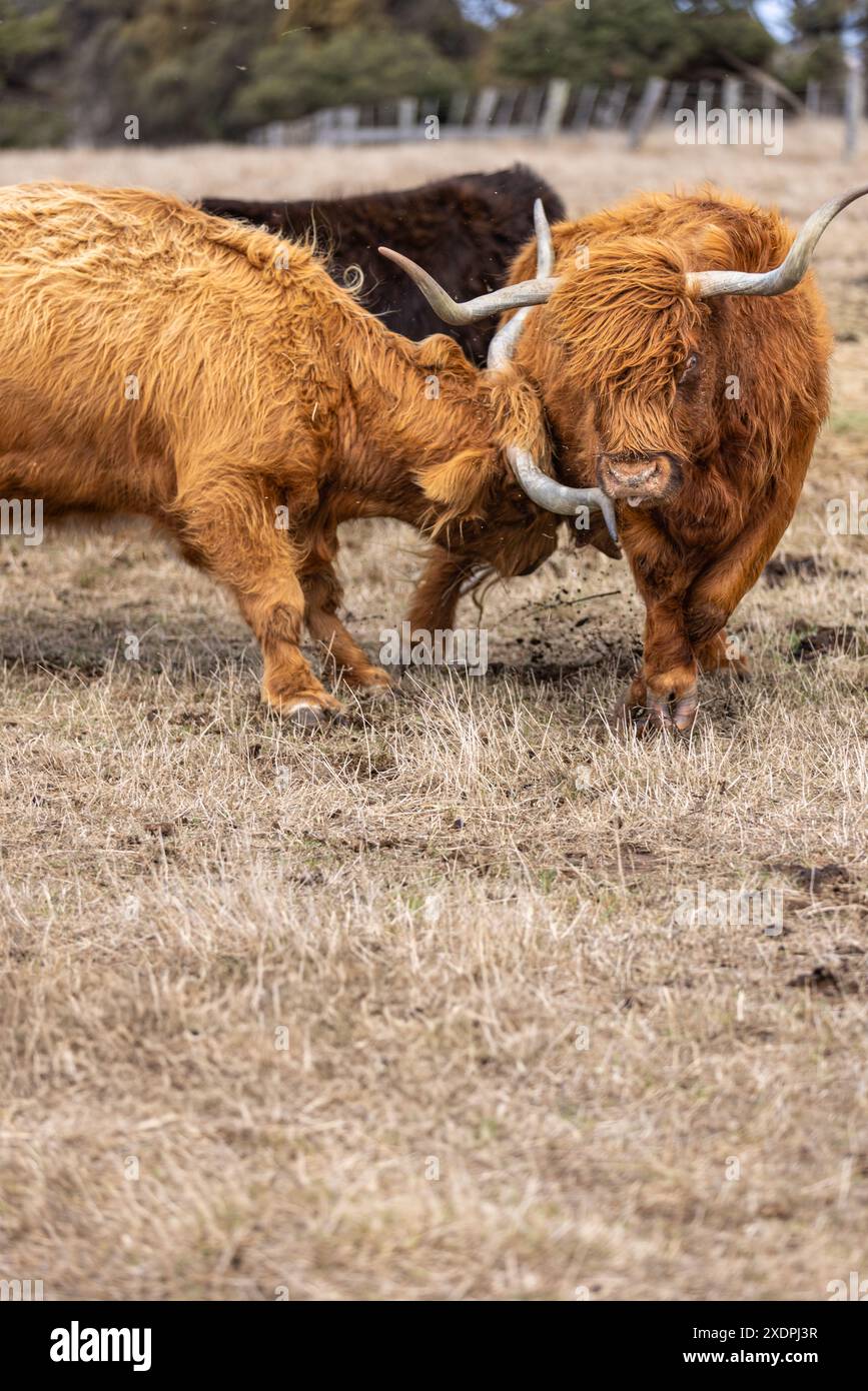 Two Highland cows locking horns in a grassy field Stock Photo - Alamy