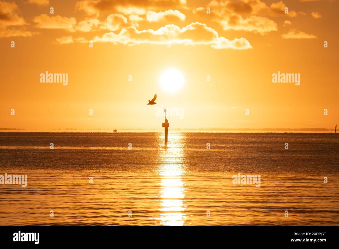 Golden sunset over water at Clifton Springs with bird in flight Stock ...