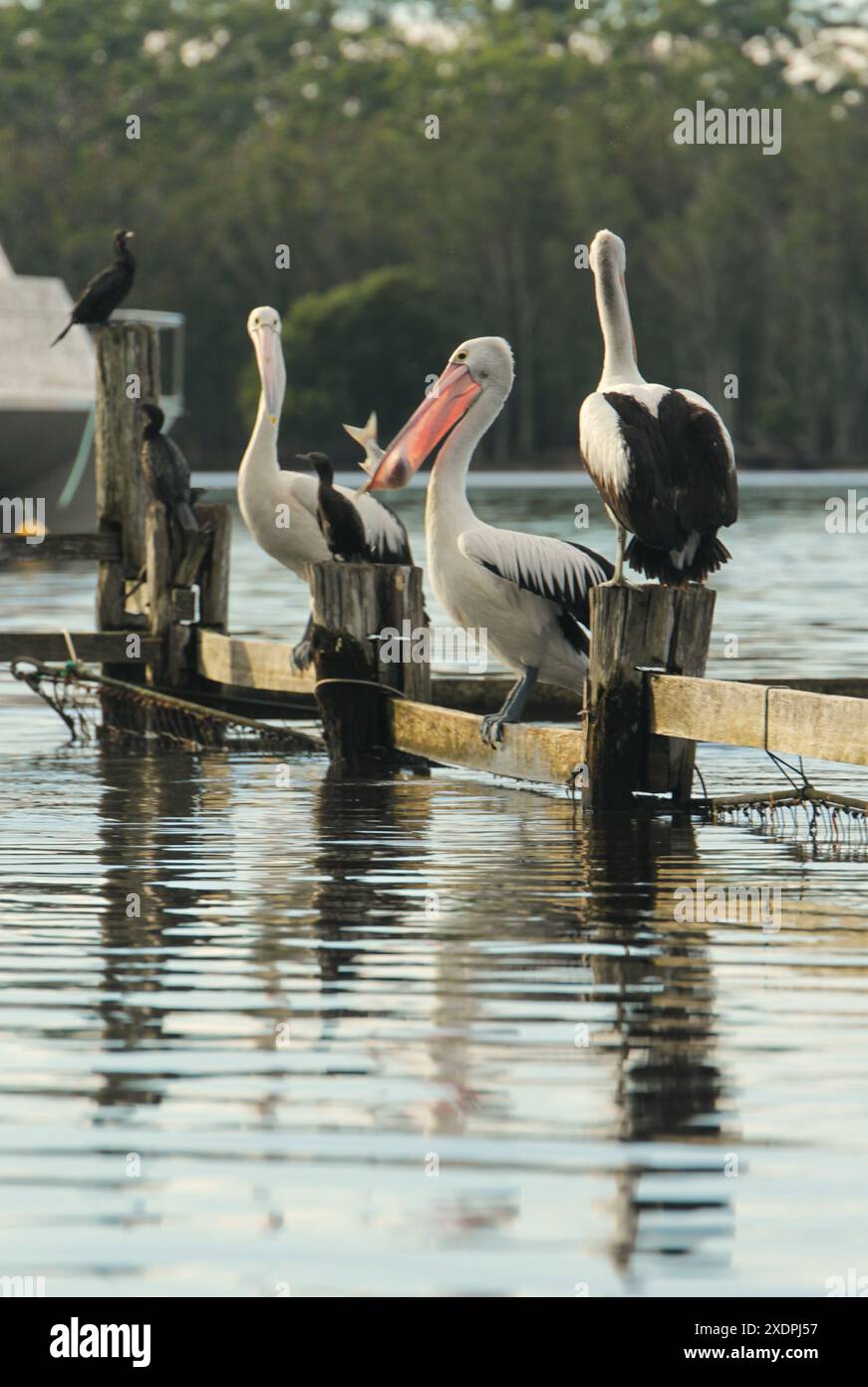 Pelican with a fish in its mouth Stock Photo - Alamy