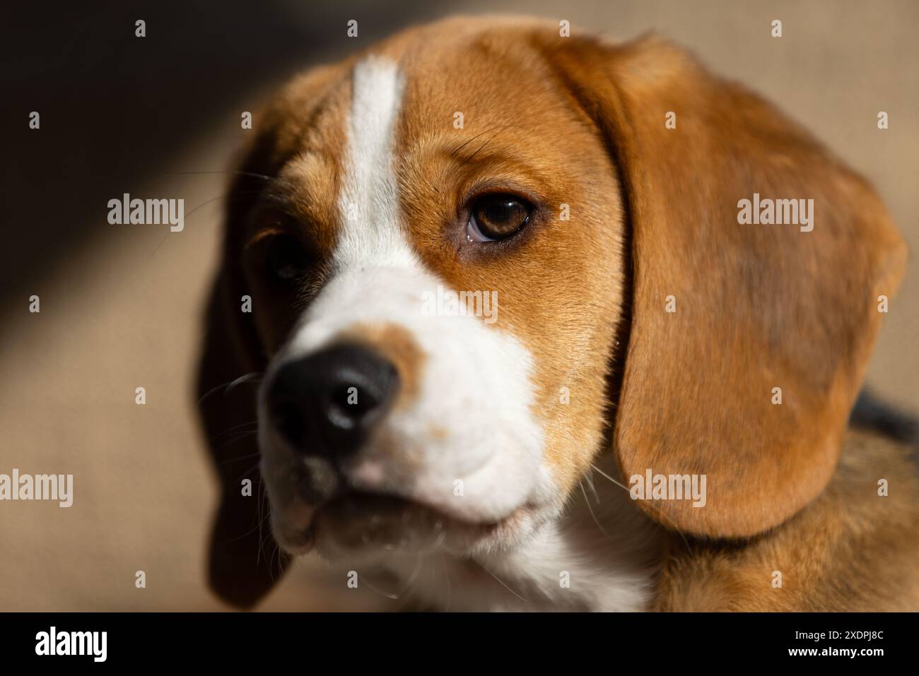 Melbourne puppy hi-res stock photography and images - Alamy