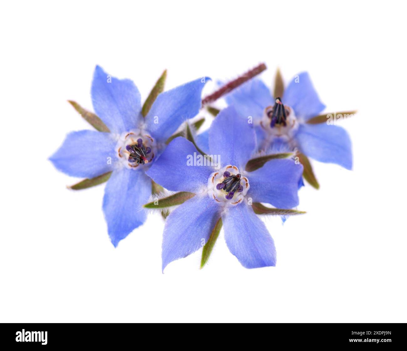 Borage flowers isolated on white background. Borago officinalis bush ...