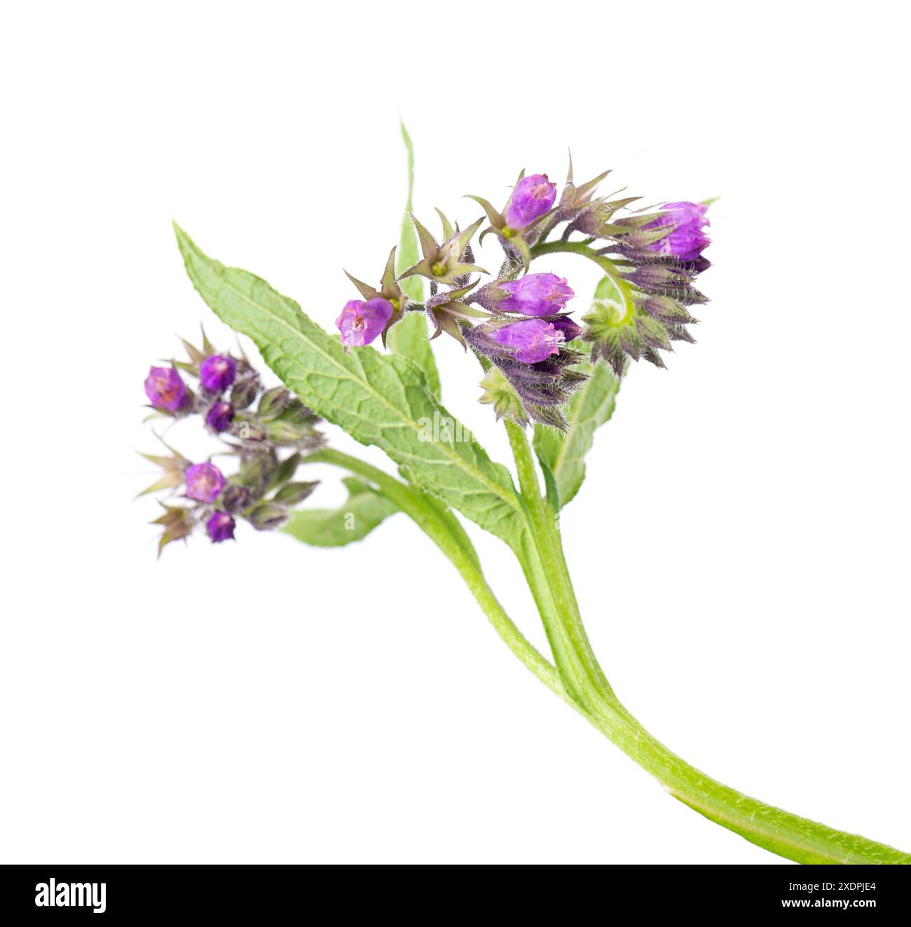 Comfrey flowers isolated on white background. Symphytum officinale ...