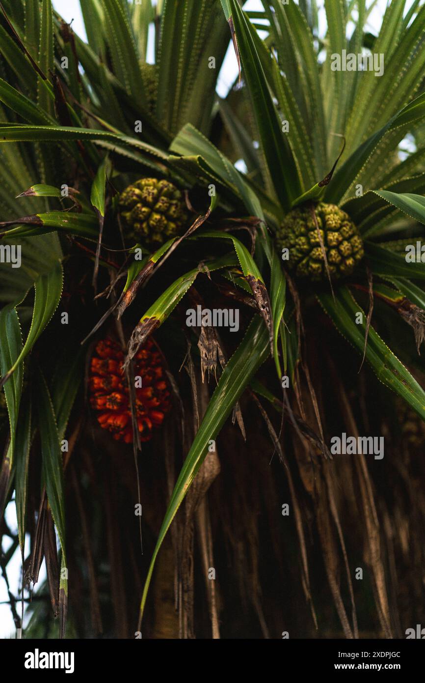 Tropical pandanus palm with pandan fruits Stock Photo - Alamy