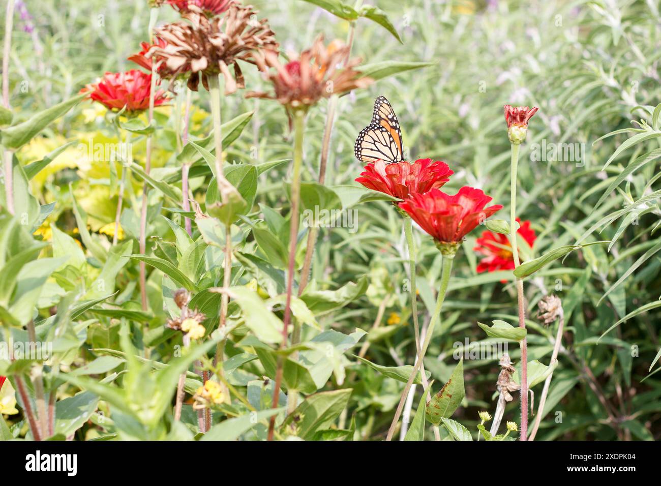 Vibrant red butterfly hi-res stock photography and images - Alamy